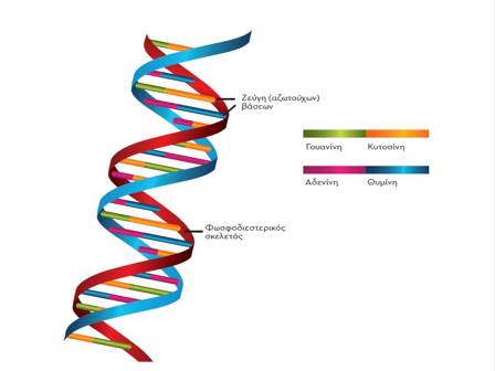 Δομή DNA